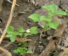 Legume Seed Weed Management | Willamette Valley Field Crops | Oregon ...